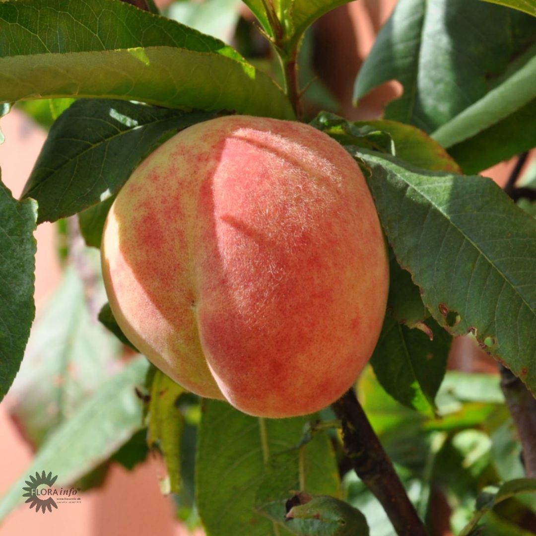 Persikka 'Riga' - MUSTILA PUUTARHA