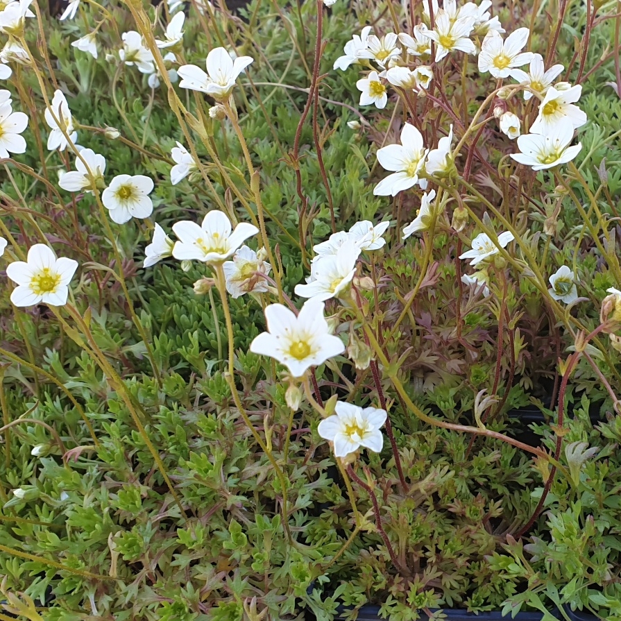 Patjarikko 'Carpet White' - MUSTILA PUUTARHA