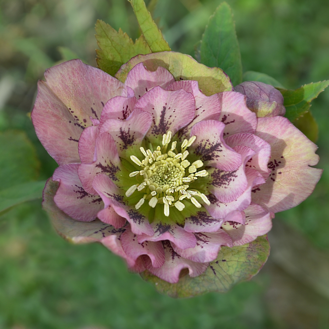 Jouluruusu 'Double Ellen Pink' - MUSTILA PUUTARHA