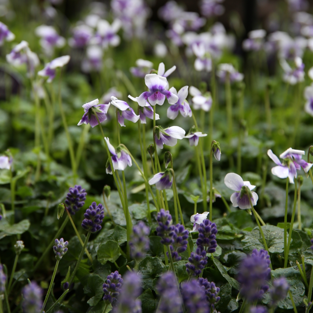 Viola hederacea - MUSTILA TRÄDGÅRD