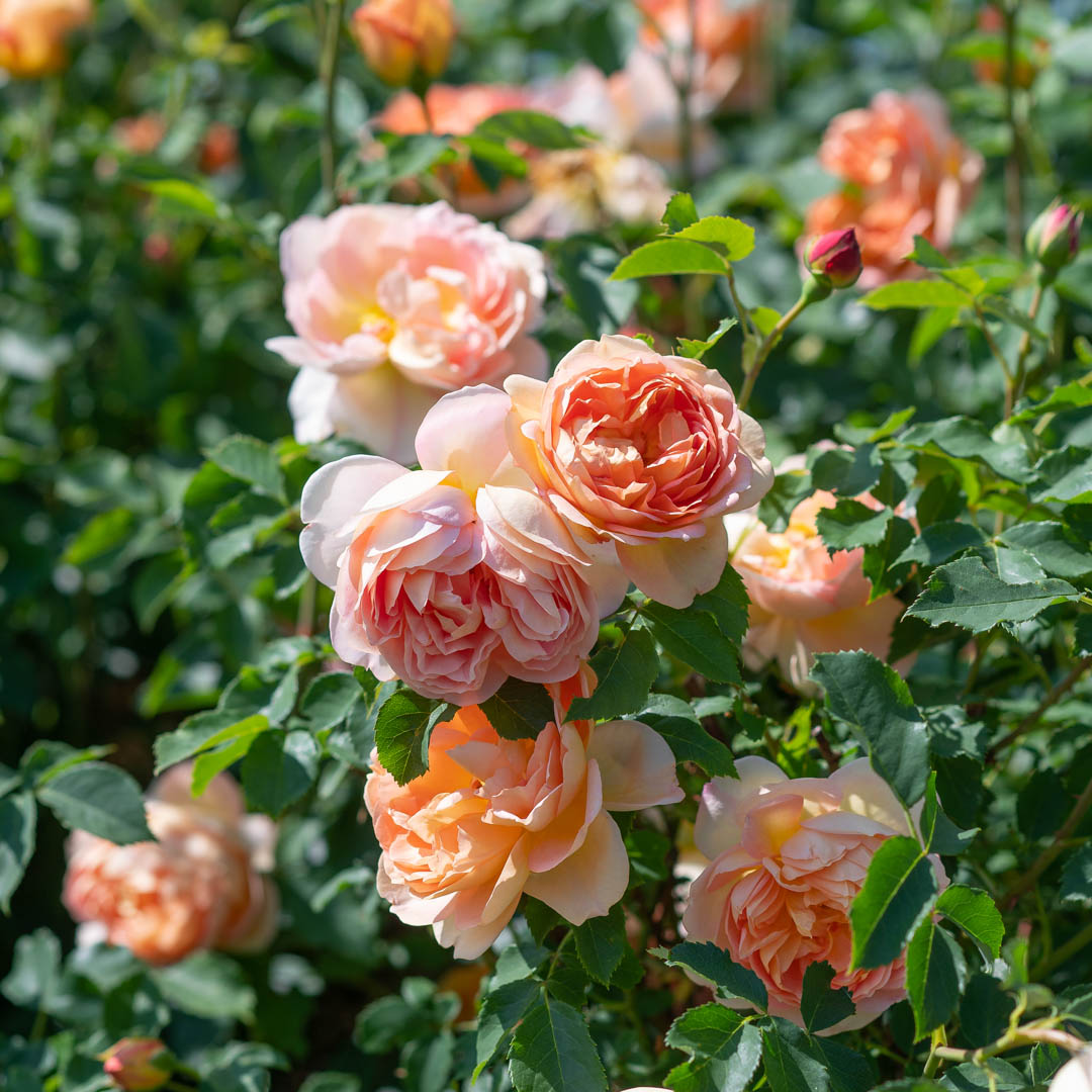 David Austin -ruusu 'Lady of Shalott' (Ausnyson) - MUSTILA PUUTARHA
