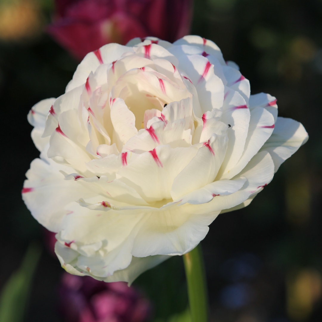 Tulppaani 'Danceline' - MUSTILA PUUTARHA