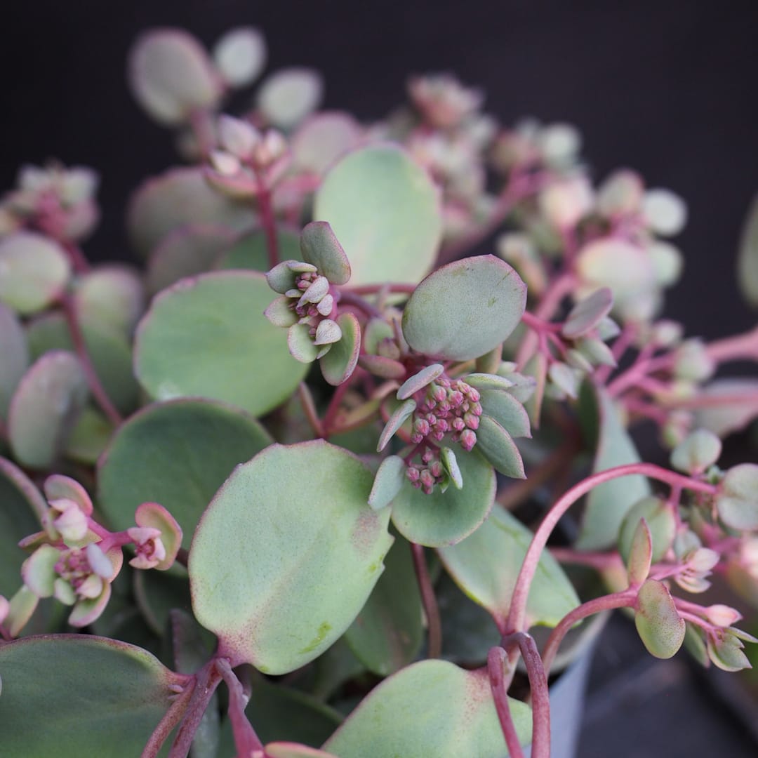 Maksaruoho 'Rock'n Round Popstar' - MUSTILA PUUTARHA