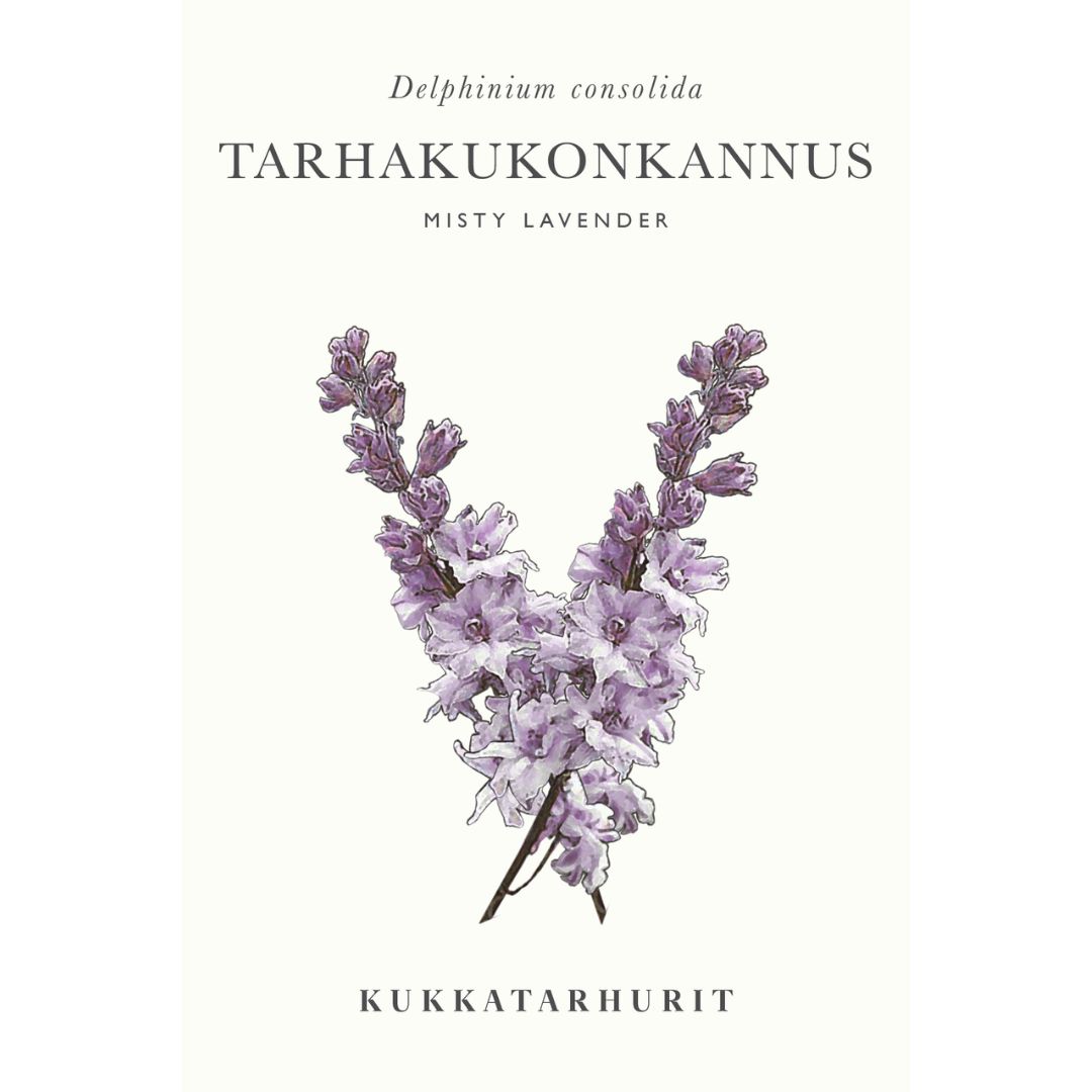 Tarhakukonkannus ’Misty Lavender' - MUSTILA PUUTARHA