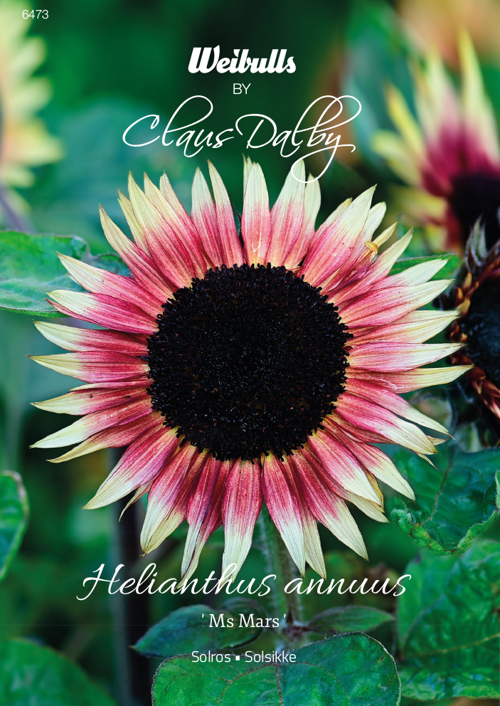 Puna-auringonkukka 'Ms Mars' - MUSTILA PUUTARHA