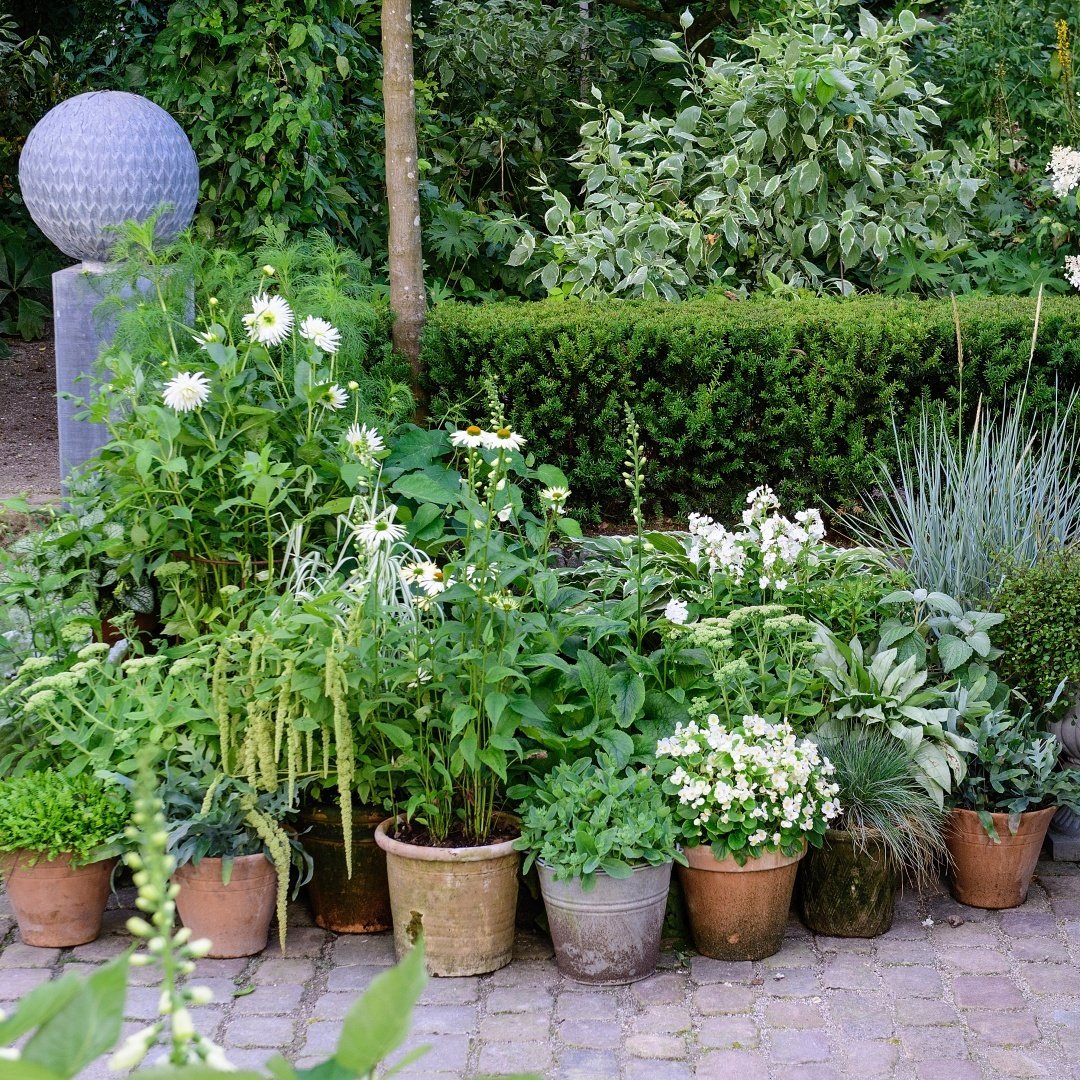 Claus Dalby -Valkeat yöt - MUSTILA PUUTARHA