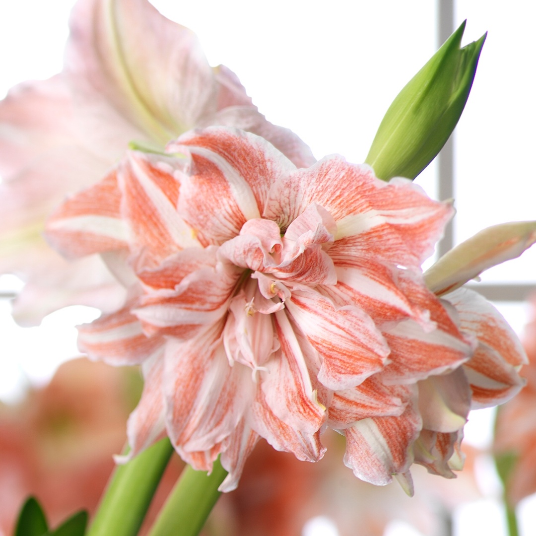 Amaryllis 'Nymph' - MUSTILA TRÄDGÅRD