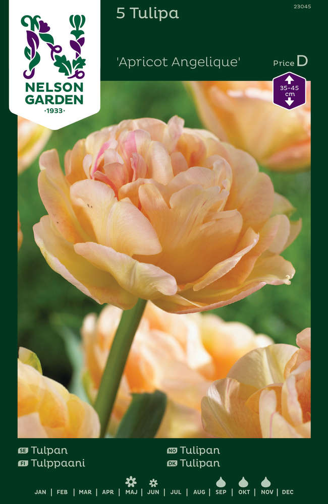 Tulpan 'Apricot Angelique' - MUSTILA TRÄDGÅRD