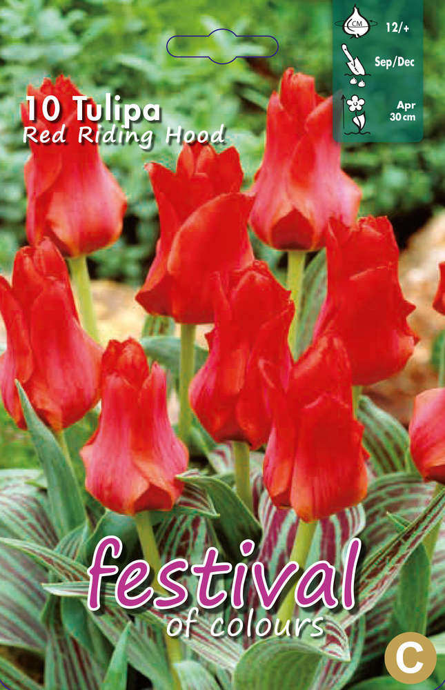 Raitatulppaani 'Punahilkka' ('Red Riding Hood') - MUSTILA PUUTARHA