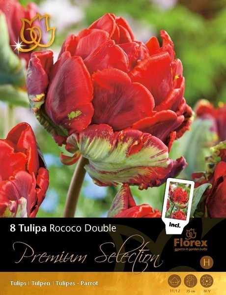 Tulpan 'Rococo Double' - MUSTILA TRÄDGÅRD