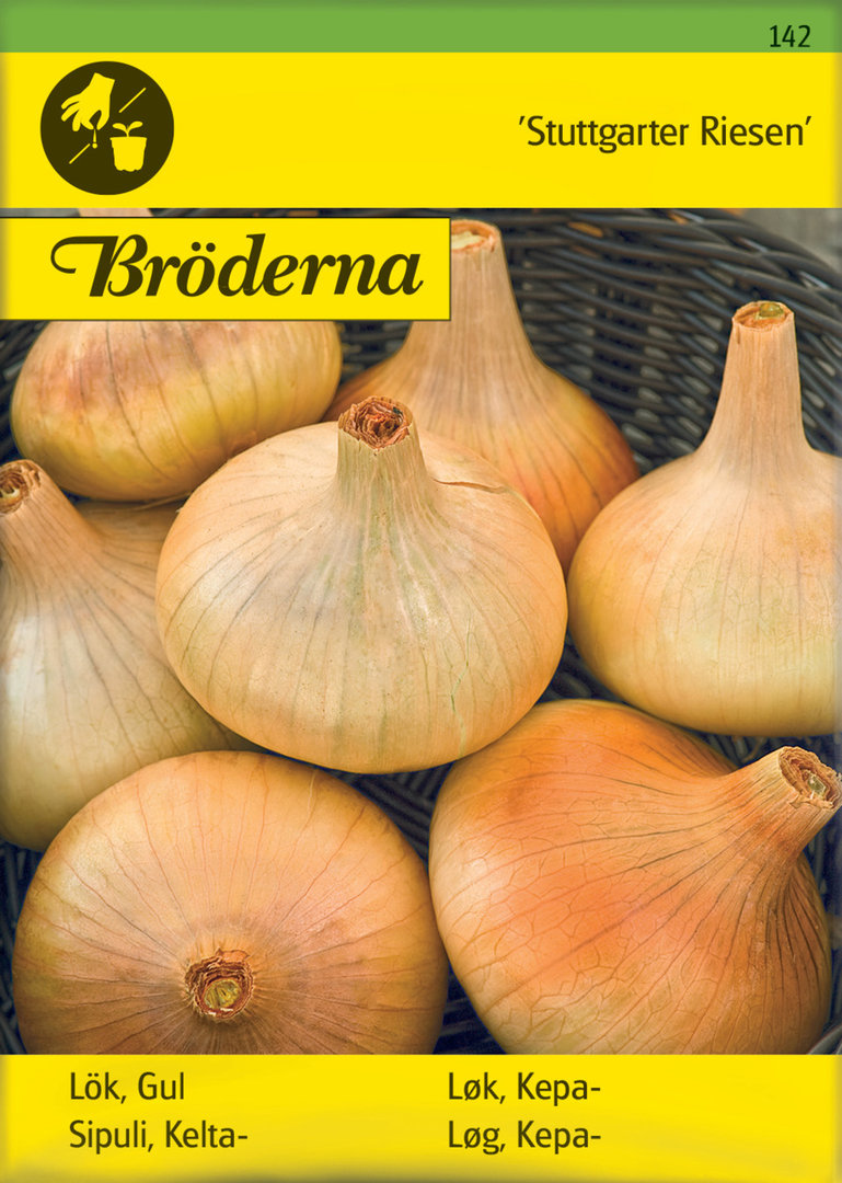 Keltasipuli 'Stuttgarter Riesen' - MUSTILA PUUTARHA