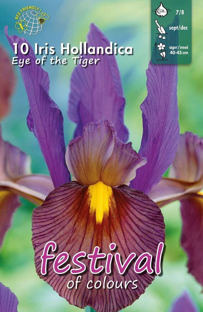 Hollanninkurjenmiekka 'Eye of The Tiger' - MUSTILA PUUTARHA