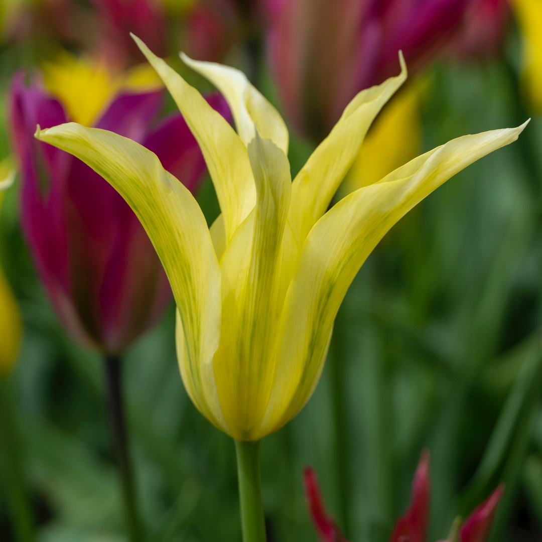 Grönbandad tulpan 'Formosa' - MUSTILA TRÄDGÅRD