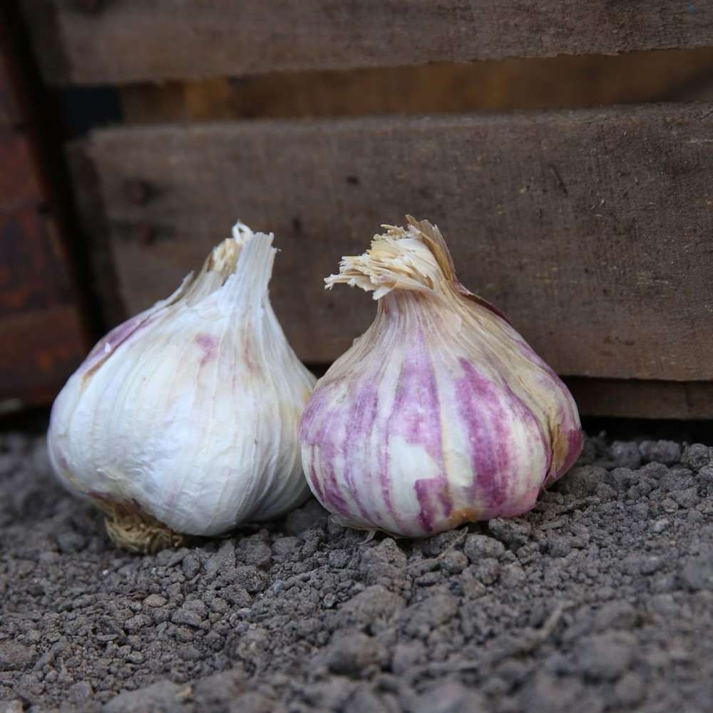 Valkosipuli 'Therador' 1 kg - Talvivalkosipulit MUSTILA PUUTARHA