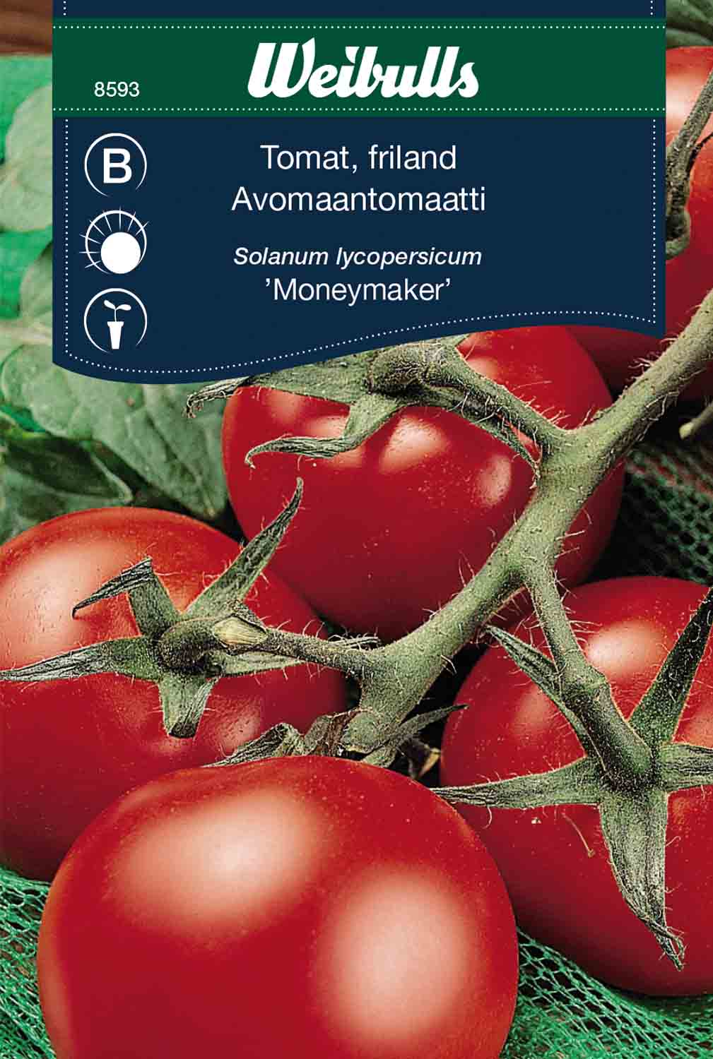 Tomaatti 'Moneymaker' - MUSTILA PUUTARHA