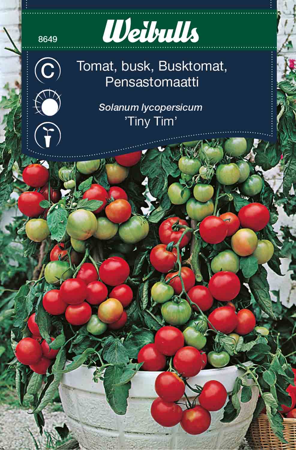 Pensastomaatti 'Tiny tim' - MUSTILA PUUTARHA