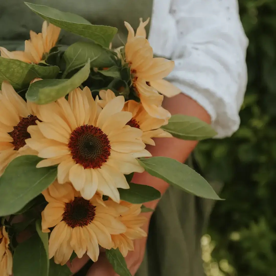 Solros 'Pro Cut Peach' F1 - MUSTILA TRÄDGÅRD