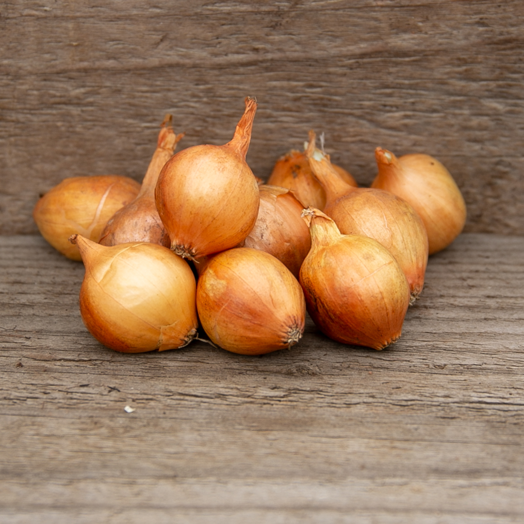 Keltasipuli 'Stur' 500 g - MUSTILA PUUTARHA