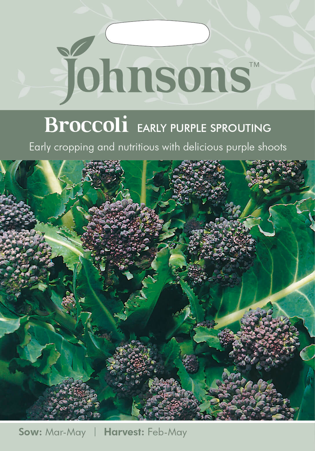 Parsakaali 'Early Purple Sprouting' - MUSTILA PUUTARHA
