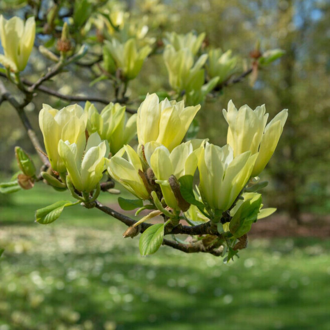 Brooklyninmagnolia 'Butterflies' - MUSTILA PUUTARHA