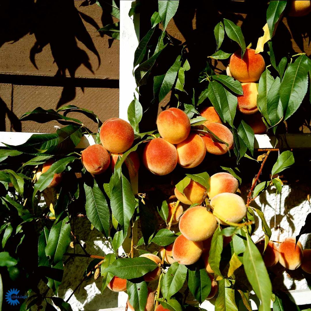 Persikka 'Frost' 80-100 cm - MUSTILA PUUTARHA