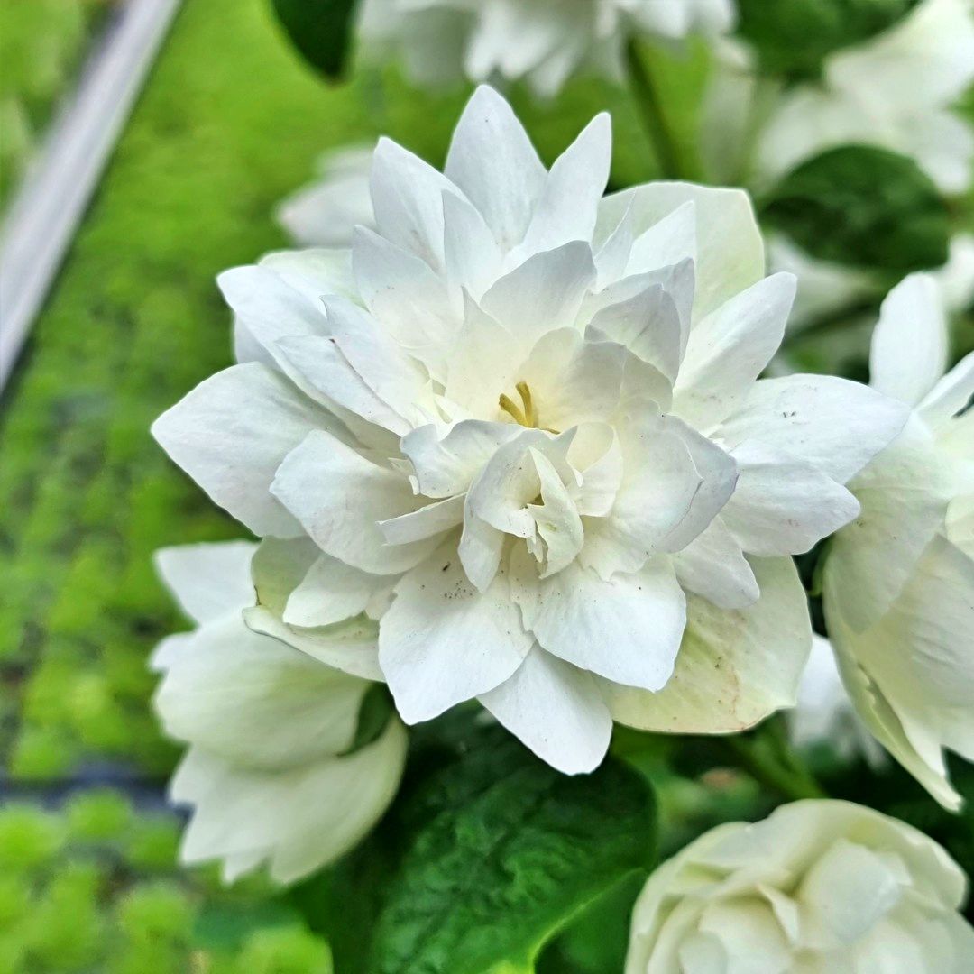 Jasmike 'Pearls of Perfume' - MUSTILA PUUTARHA