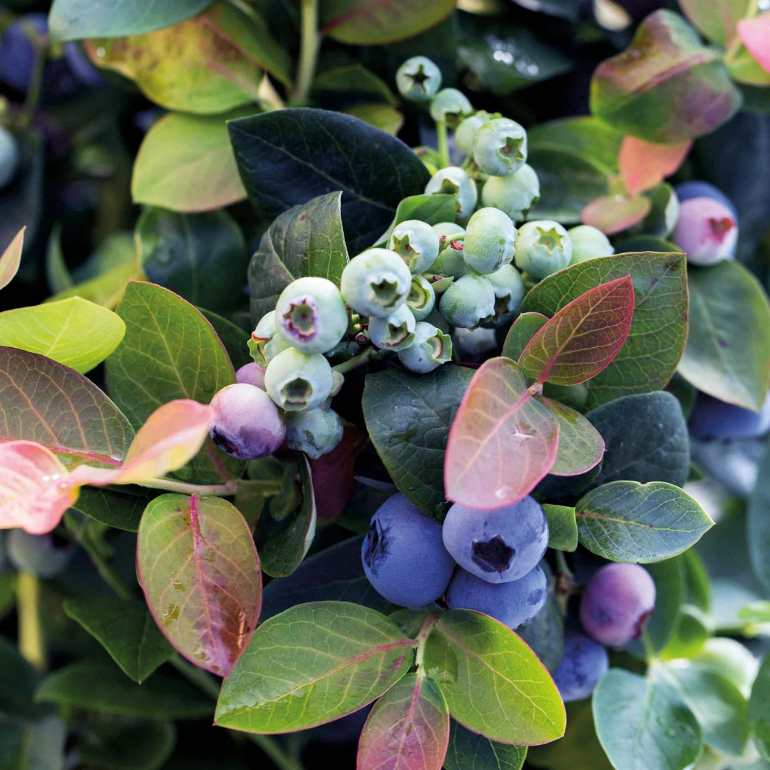 Pensasmustikka BrazelBerry ® 'Peach Sorbet' - MUSTILA PUUTARHA