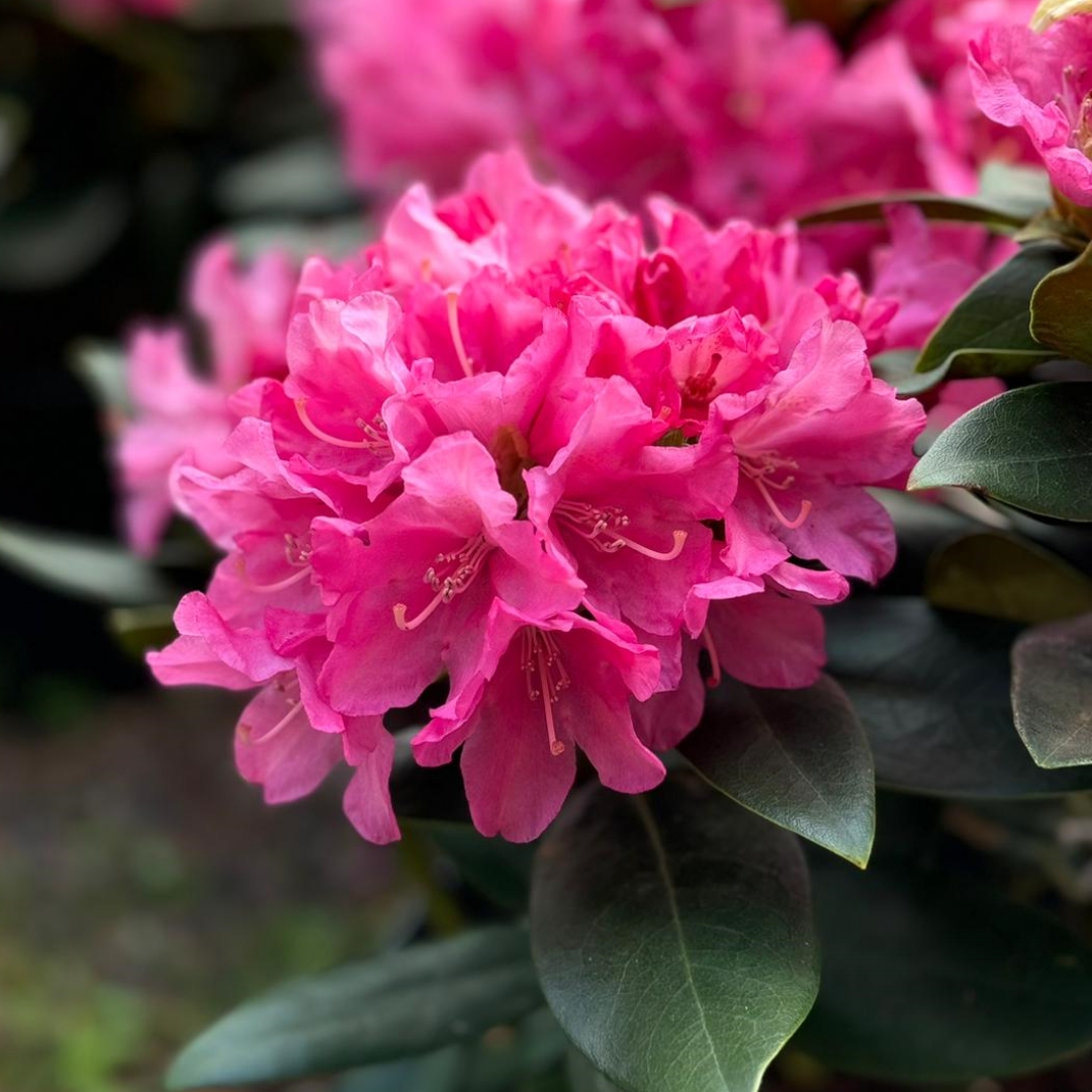 Alppiruusu 'Royal Candy' - MUSTILA PUUTARHA