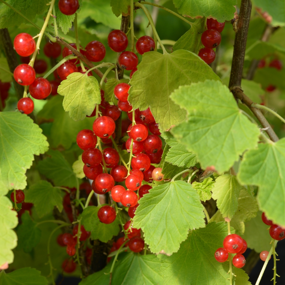 Ribes rubrum 'Rovada' - MUSTILA TRÄDGÅRD