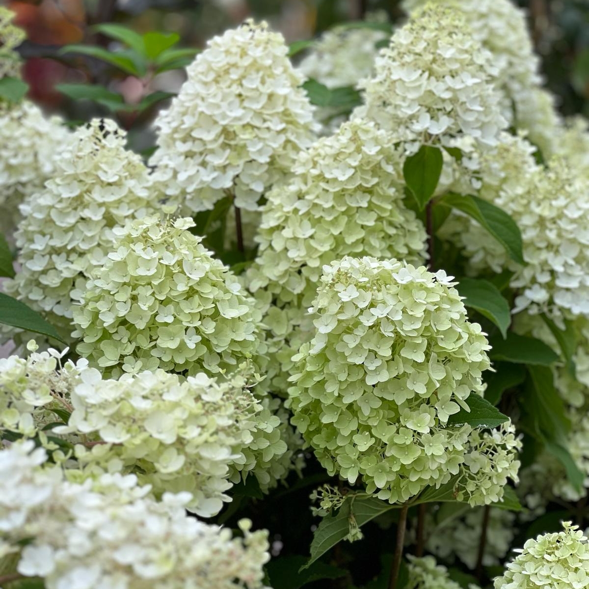 Syyshortensia 'Sugar Rush' - MUSTILA PUUTARHA