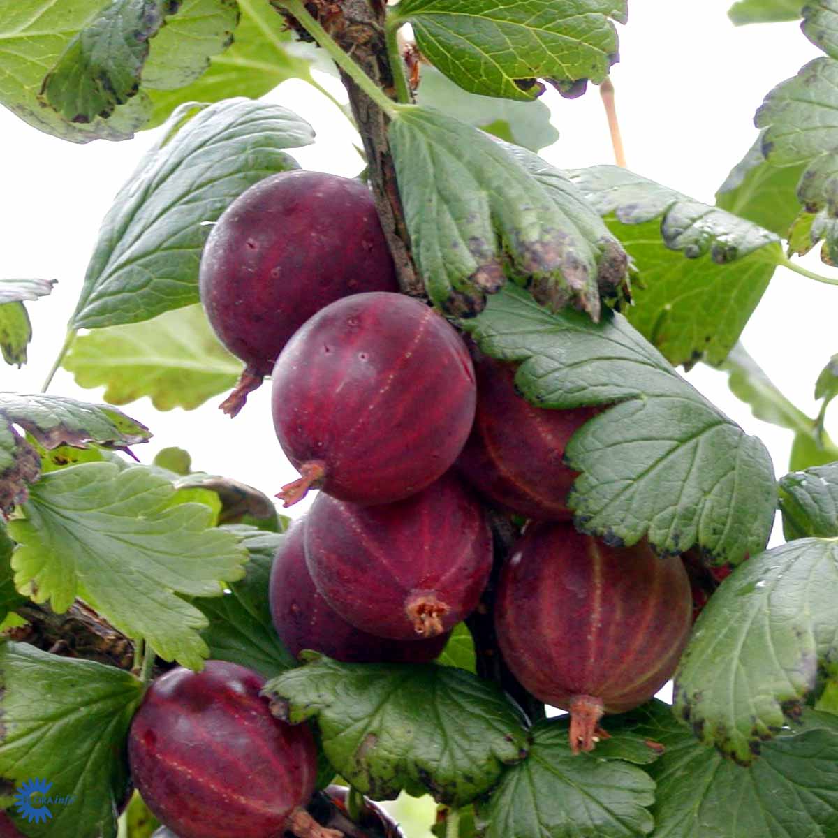 Karviainen 'Captivator' - MUSTILA PUUTARHA