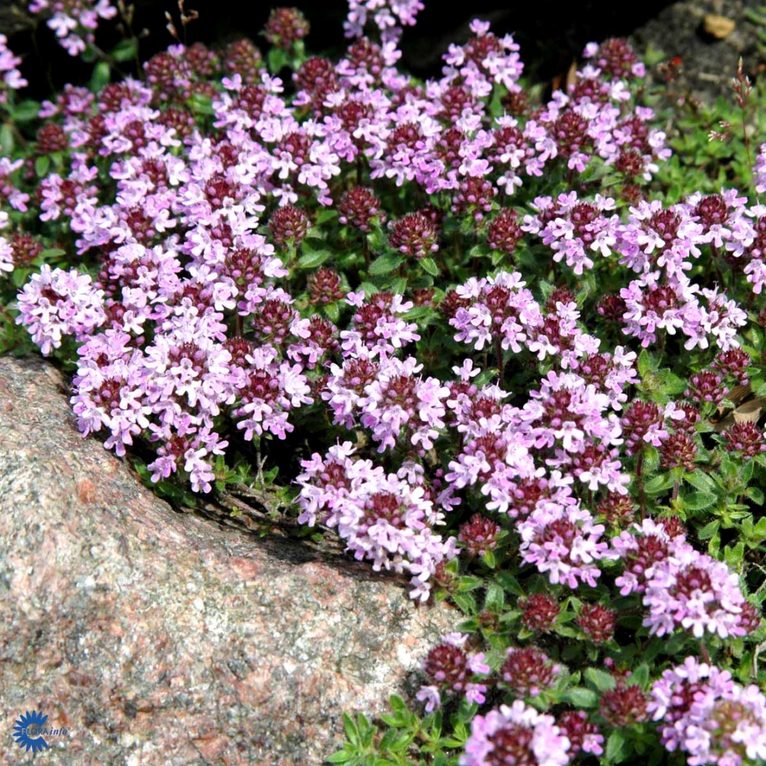 Harmaa-ajuruoho 'Pseudolanuginosus' - MUSTILA PUUTARHA