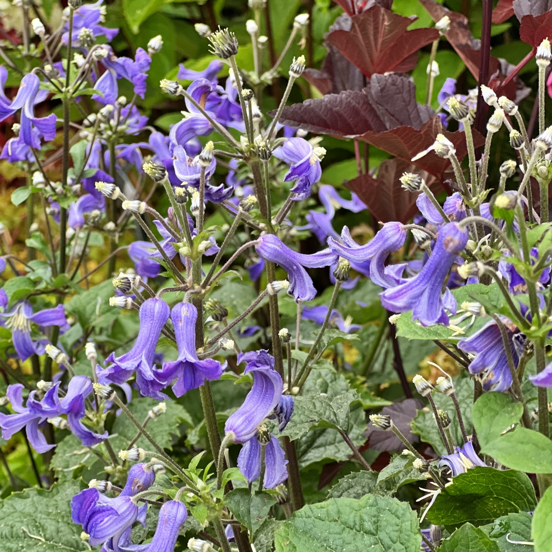 Trumpettikärhö 'Purple Princess' - MUSTILA PUUTARHA
