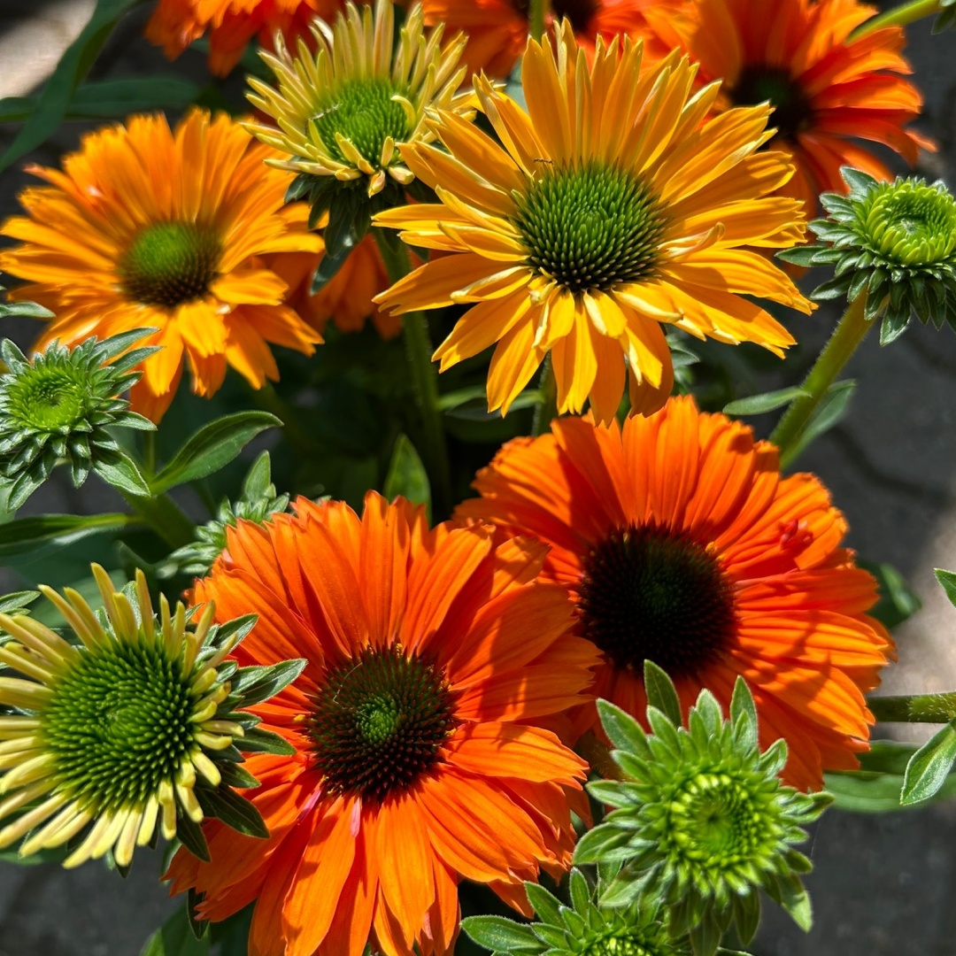 Tarhapunahattu 'Sunseekers Mineola' - MUSTILA PUUTARHA