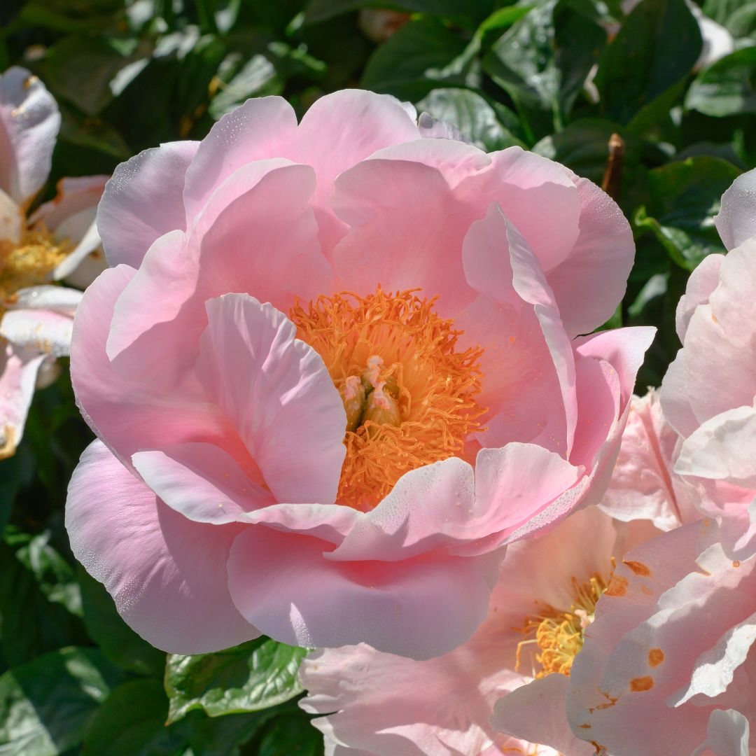 Hybridipioni 'Salmon Chiffon' - MUSTILA PUUTARHA