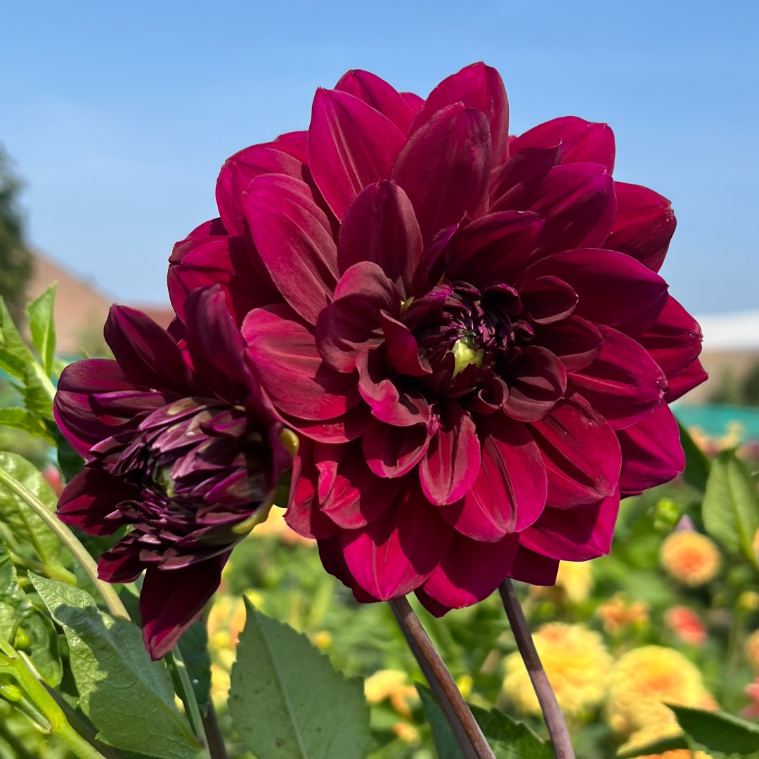 Koristedaalia 'Admiral Rawlings' - MUSTILA PUUTARHA