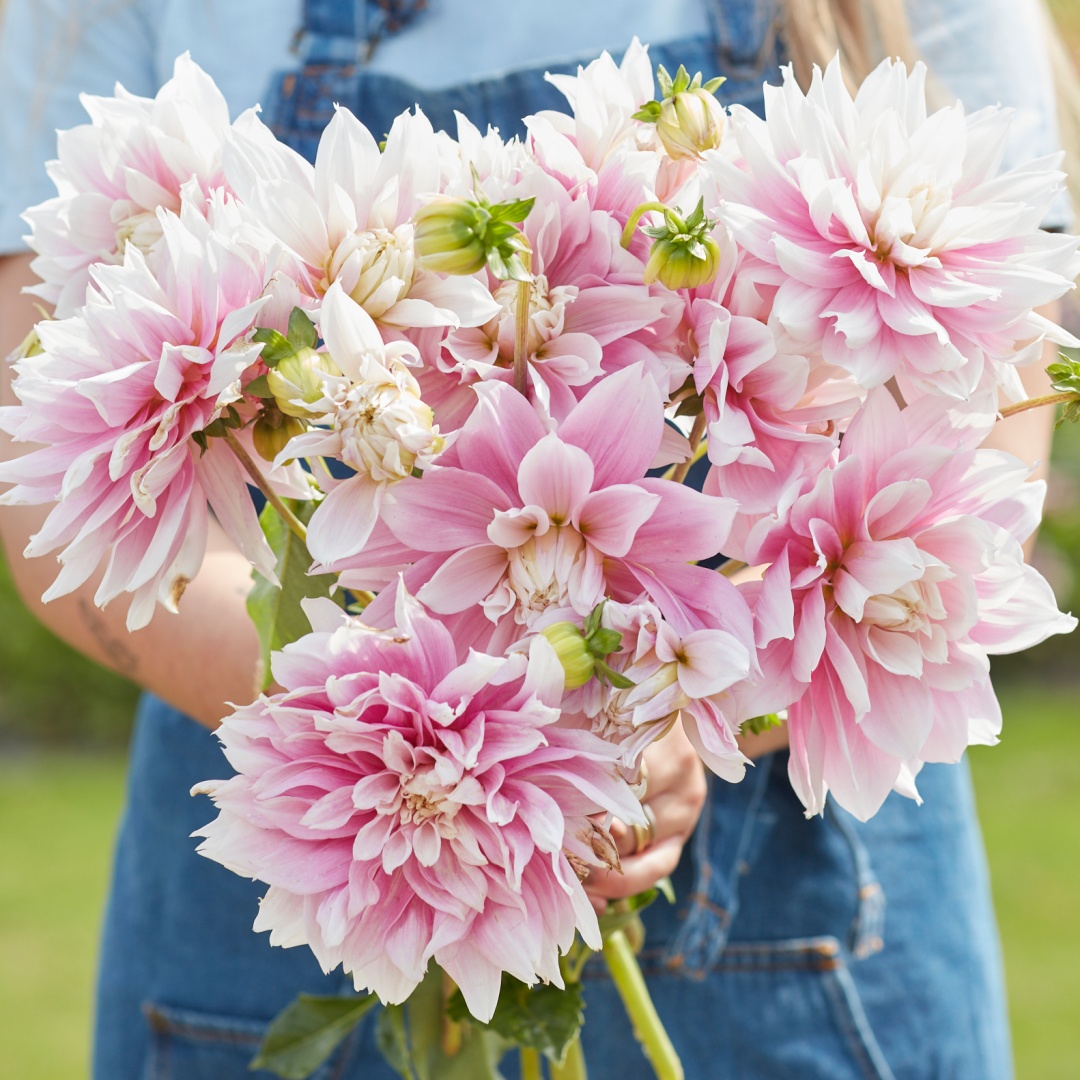 Dekorativdahlia 'Evanah' - MUSTILA TRÄDGÅRD