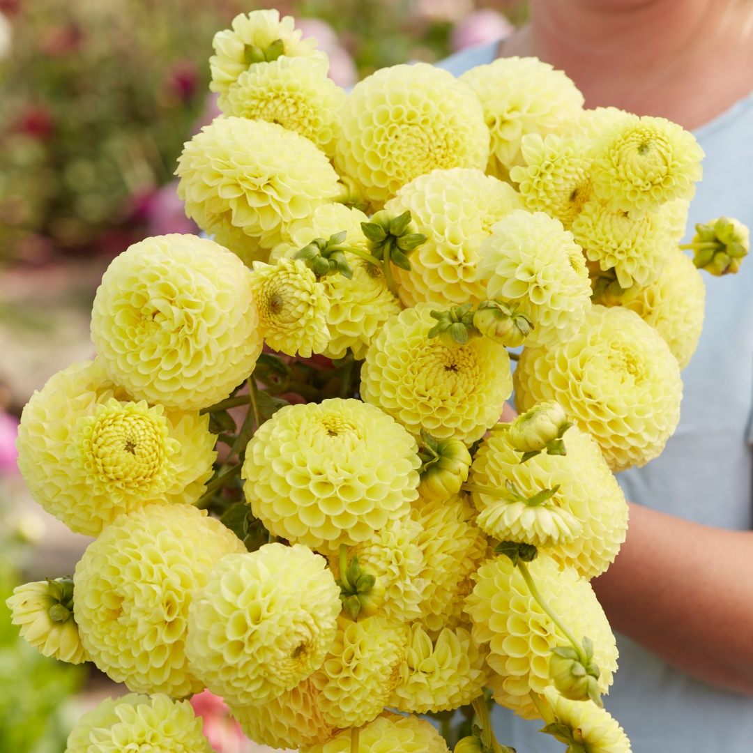 Bolldahlia 'Clearview Daniel' - MUSTILA TRÄDGÅRD