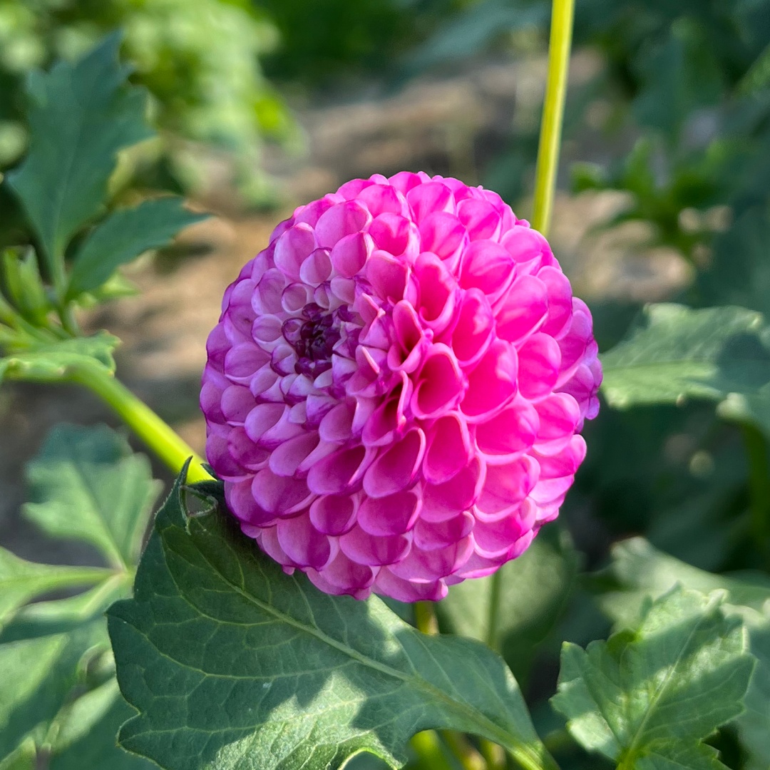 Pompondahlia 'Zippity Do Da' - MUSTILA TRÄDGÅRD