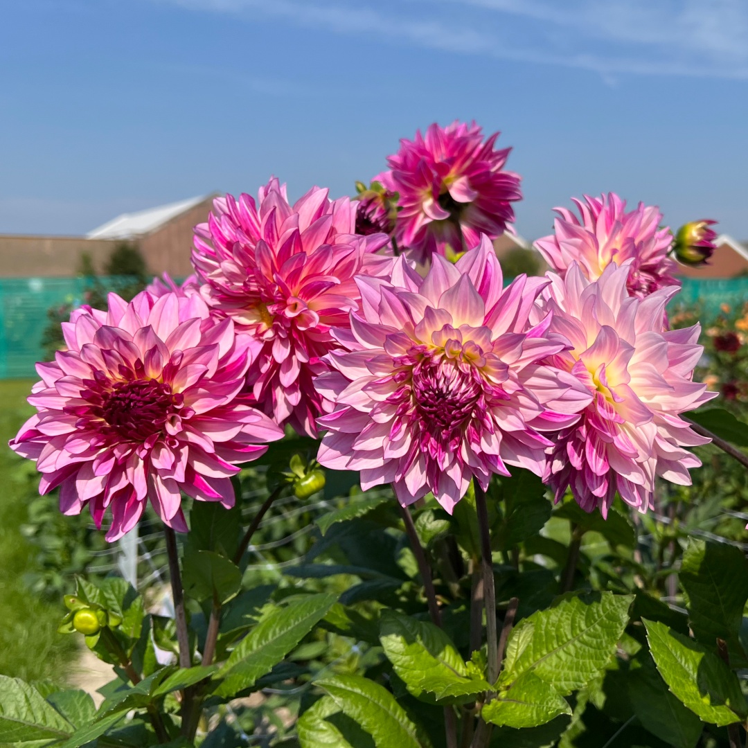 Dekorativdahlia 'Violet Dance' - MUSTILA TRÄDGÅRD