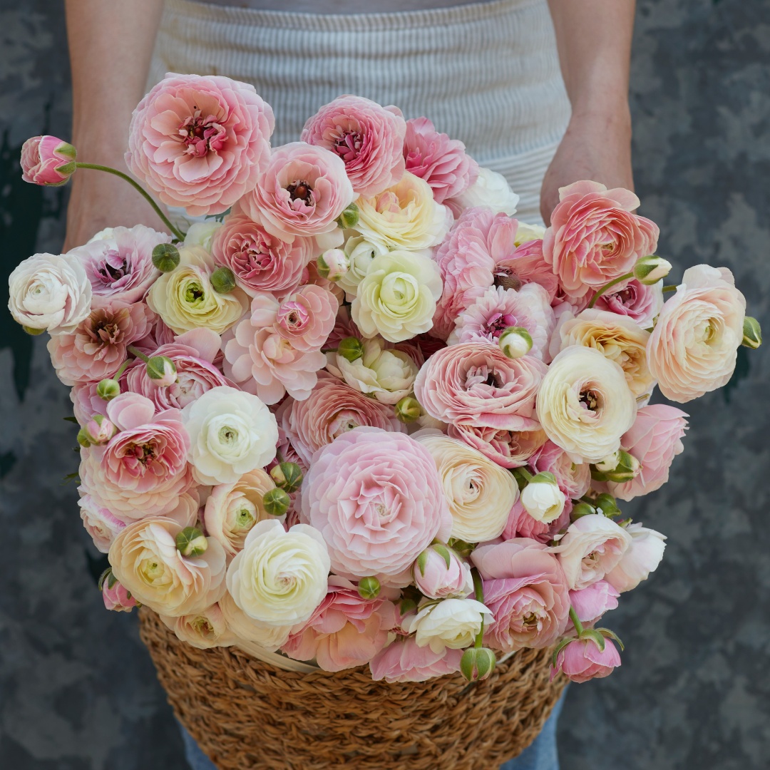 Ranunculus Amandine 'Porcelaine' - MUSTILA PUUTARHA