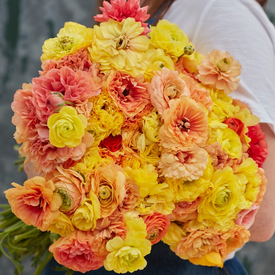 Ranunculus Amandine 'Pastel Lemon' - MUSTILA PUUTARHA