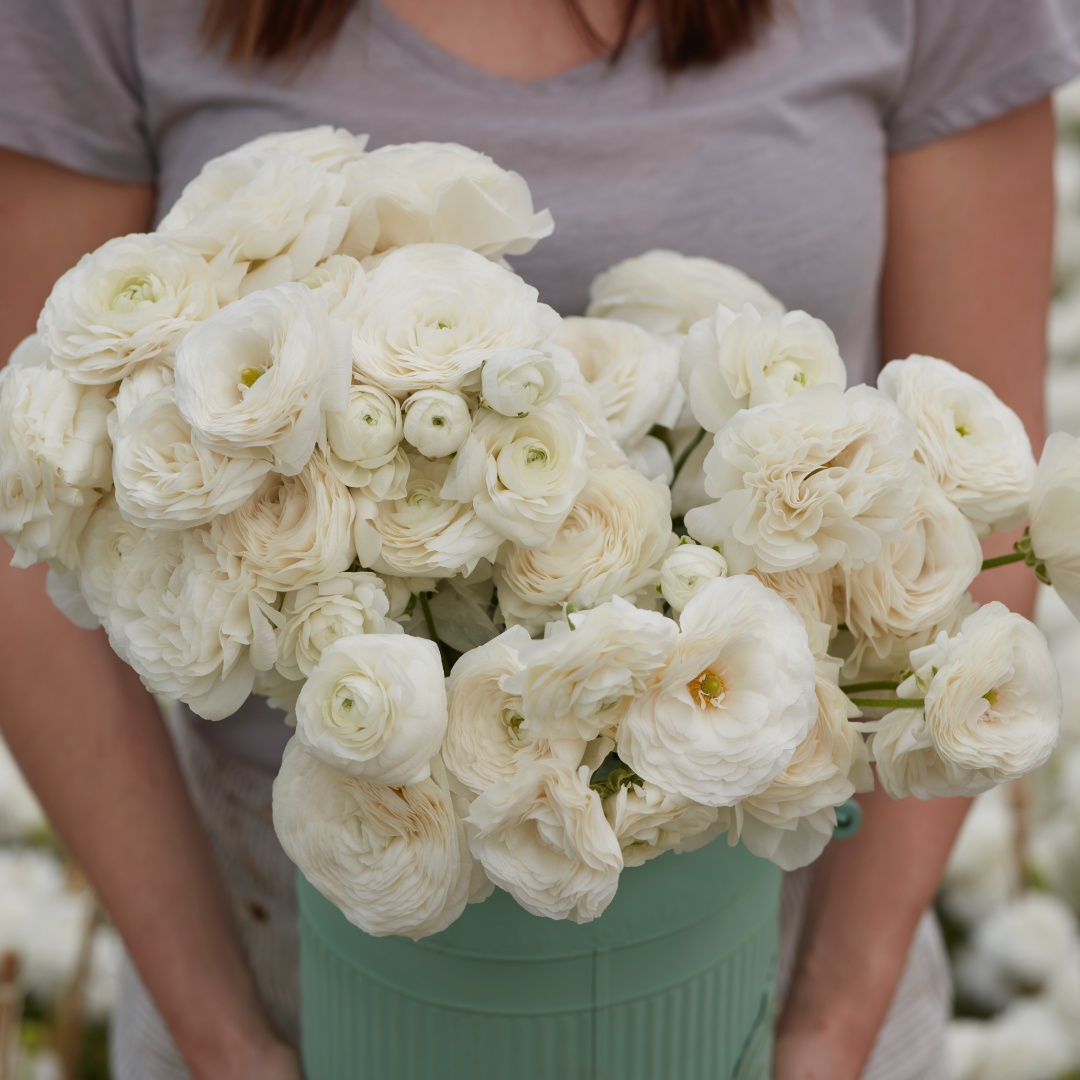 Ranunculus Amandine 'White' - MUSTILA PUUTARHA