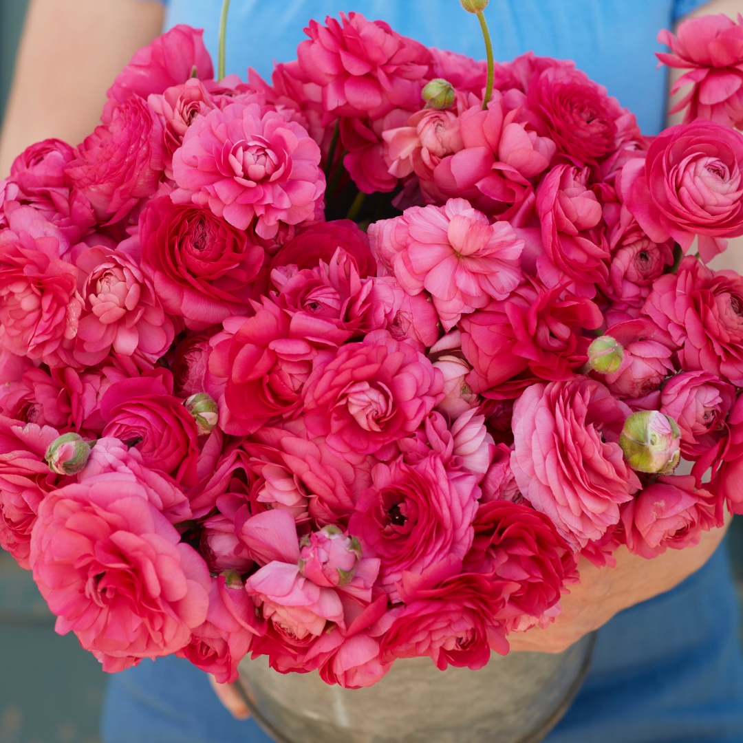 Ranunculus Amandine 'Bonbon' - MUSTILA PUUTARHA