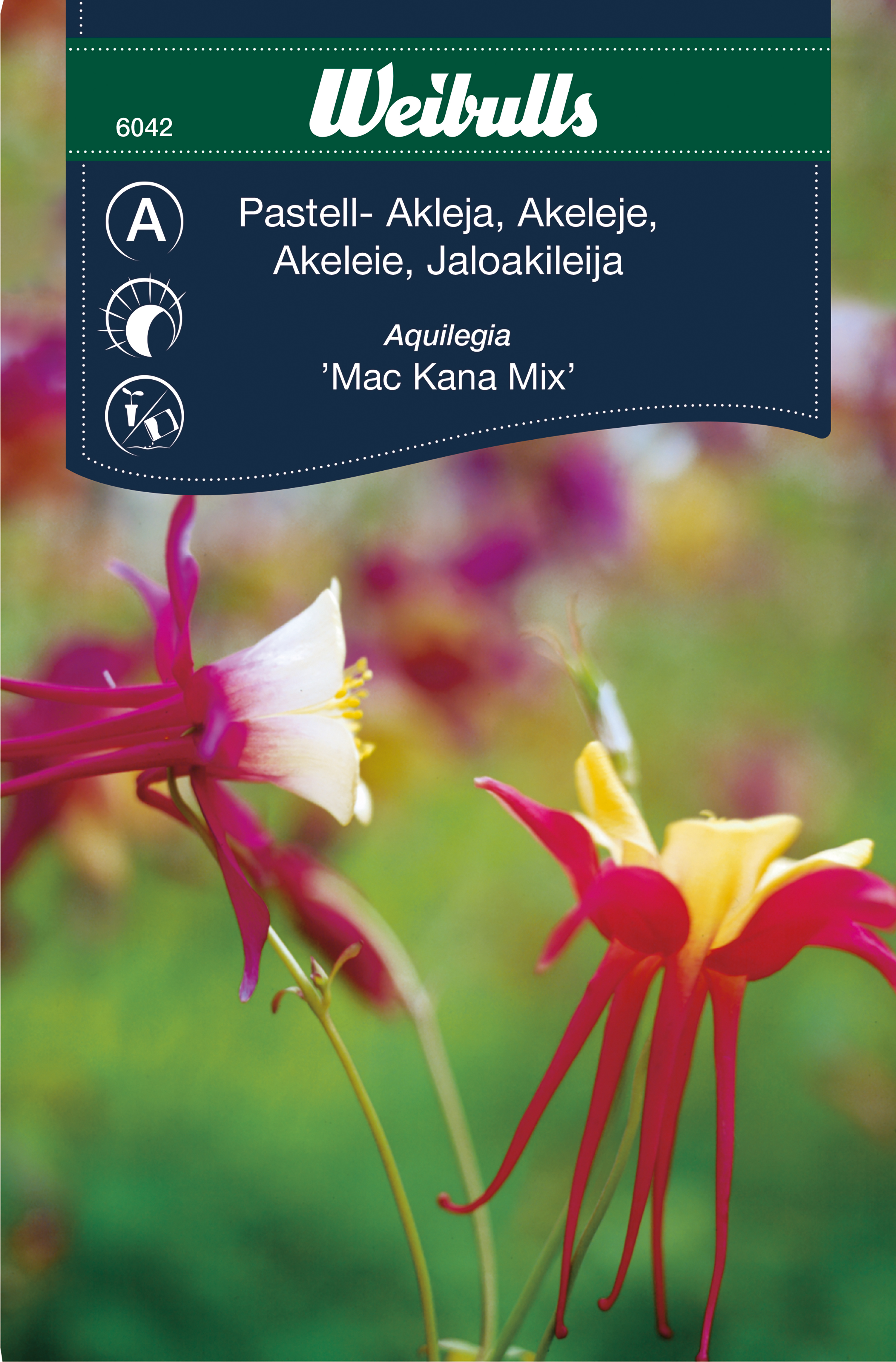 Jaloakileija 'Mac Kana mix' - MUSTILA PUUTARHA