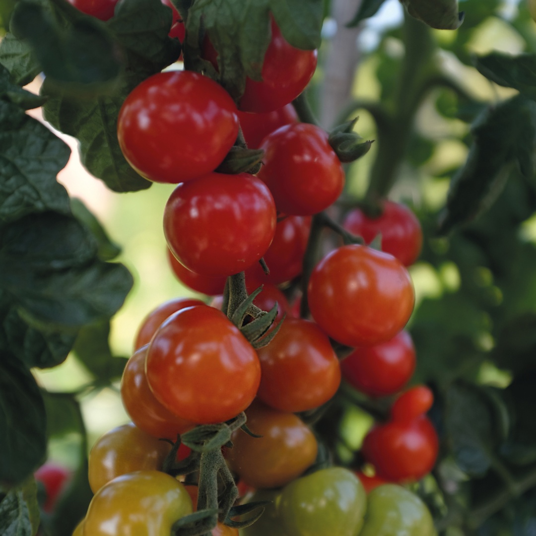 Körsbärstomat 'Rubylicious' F1 - MUSTILA TRÄDGÅRD