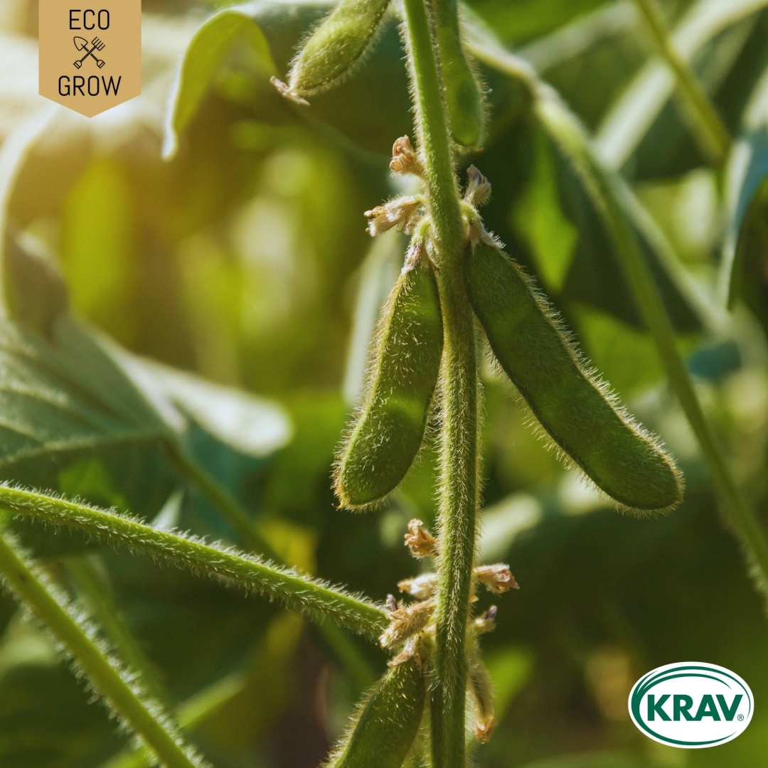 LUOMU Soijapapu 'Edamame Green Shell' - MUSTILA PUUTARHA