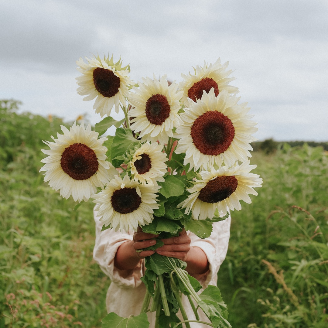 Solros 'Pro Cut White Nite' F1 - MUSTILA TRÄDGÅRD