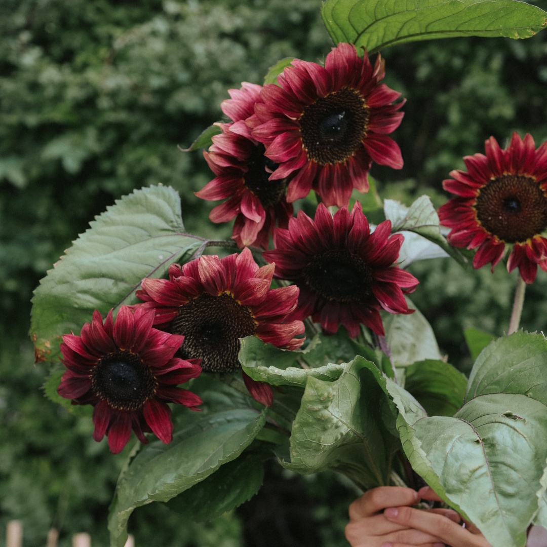 Solros 'Pro cut Red' F1 - MUSTILA TRÄDGÅRD