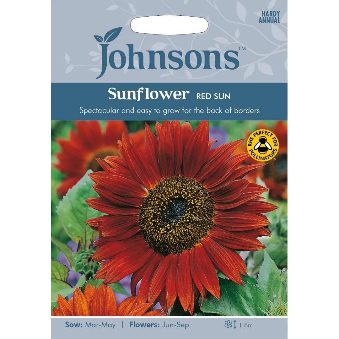 Röd Solros 'Red Sun' - MUSTILA TRÄDGÅRD